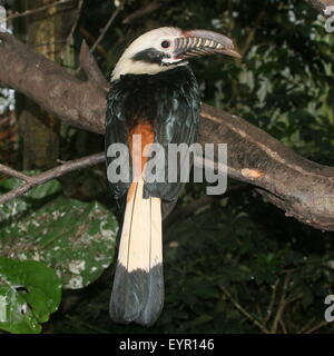 Male Visayan tarictic hornbill (Penelopides panini), native to the ...