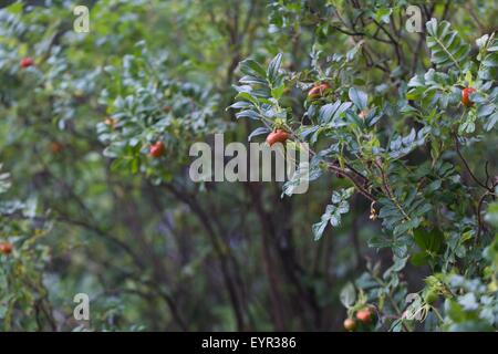 Wild rose bushes with flowers and fruits photographed in summertime ...