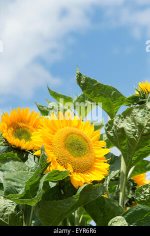 Helianthus 'Sunrich Gold' flower Stock Photo - Alamy