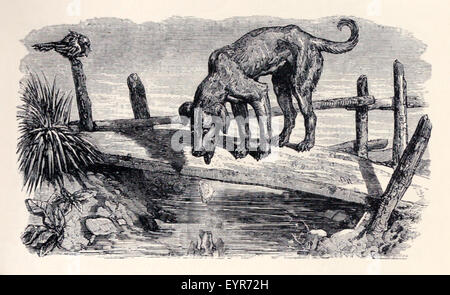 'The Dog and the Shadow' fable by Aesop (circa 600BC). A dog carrying ...