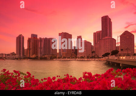 PINK BOUGAINVILLEA BLOSSOMS BRICKELL SKYLINE DOWNTOWN MIAMI FLORIDA USA ...