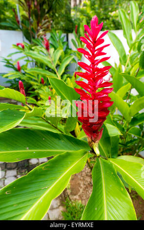 Red, beautiful flower. Alpinia Purpurata Jungle King Red Ginger Plant ...