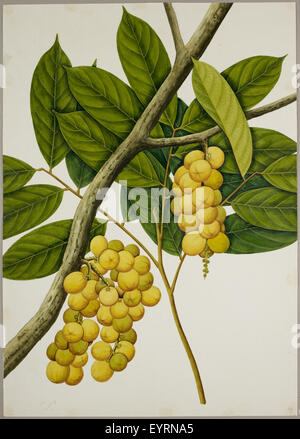 19th-century illustration of fruits of lansium domesticum, also known ...