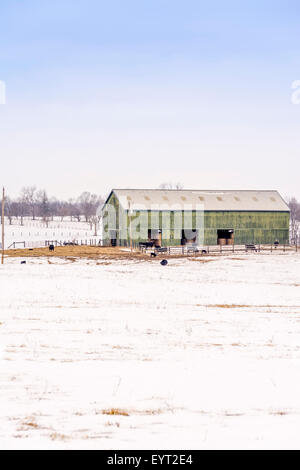 farm cattle in snow Stock Photo - Alamy