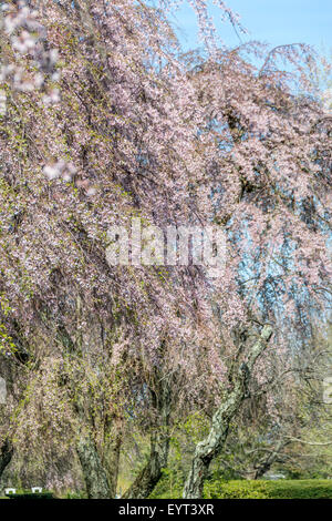 Cherry flower bloom in light blue background Stock Photo - Alamy