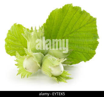 Hazelnuts with shell and green leaf on the wooden table Stock Photo - Alamy