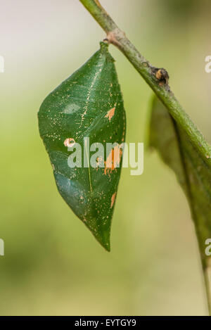 Yellow-tufted Prepona Butterfly pupae, (Prepona omphale octavia Stock ...