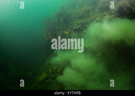 Underwater landscape freshwater lake Stock Photo - Alamy
