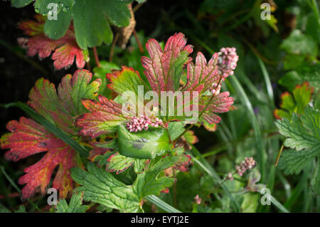 Geranium himalayense, Birch Double Stock Photo - Alamy