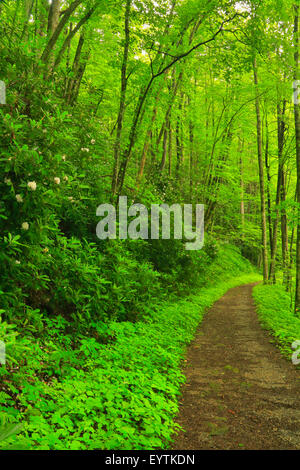 Little River, Great Smoky Mountain National Park, Tennessee, USA Stock ...