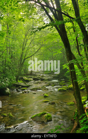 Little River, Trail, Elkmont Area, Great Smoky Mountains National Park ...