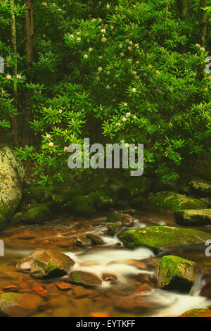 Little River, Trail, Elkmont Area, Great Smoky Mountains National Park ...