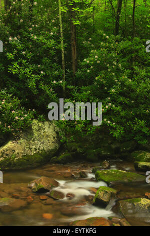 Little River, Trail, Elkmont Area, Great Smoky Mountains National Park ...