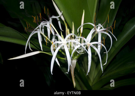 Swamp Lily (Crinum pedunculatum) flowering, growing on exposed beach ...