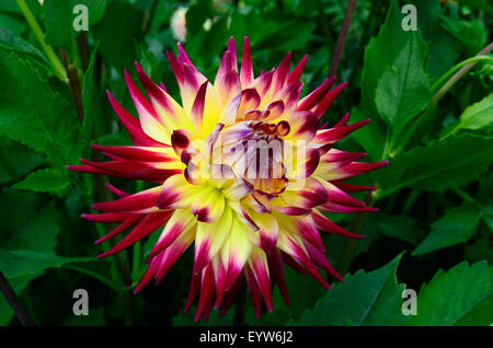 striking clse up of red yellow dahli and a Stock Photo - Alamy