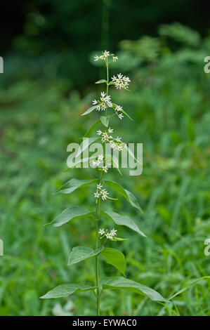 white swallow-wort (Vincetoxicum hirundinaria, Cynanchum vicentoxicum ...
