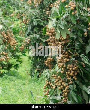 Agriculture - Longan on the tree a tropical fruit / Florida, USA Stock ...