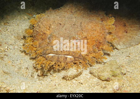Fish head of a Bearded toadfish, Sanopus barbatus, underwater in the ...