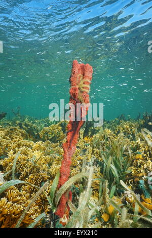 Erect rope sponge (Amphimedon compressa) Bonaire, Netherlands Antilles ...