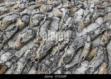 Fossilized rugose Colonial Coral Lithostrotion junceum Stock Photo - Alamy