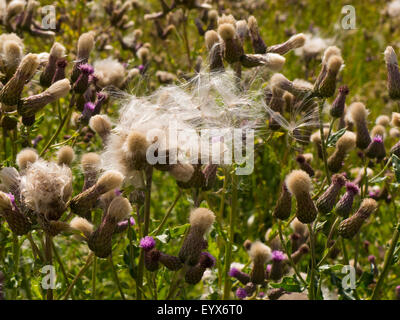 Creeping Thistle seed heads blowing in wind Stock Photo - Alamy
