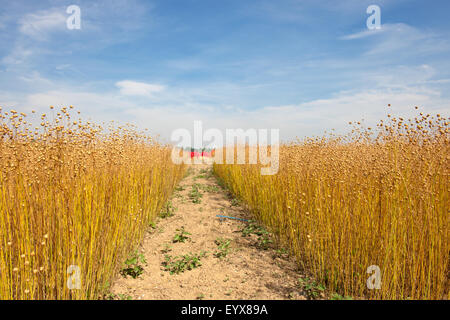mature flax on a Dutch field is ready to be harvested in summer Stock ...