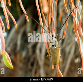 Tree Borer Beetle. Mango Tree Borer. Fig Tree Borer Stock Photo - Alamy