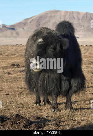 Hybrid yak-cow (Khainag) looking very disheveled, steppes west of Stock ...