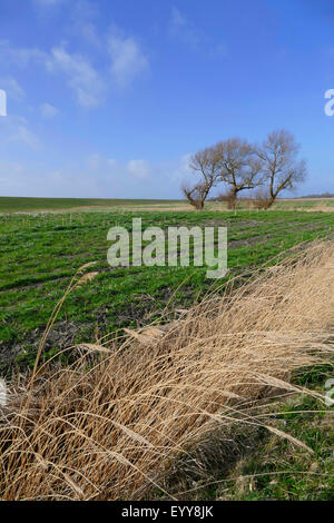 willow, osier (Salix spec.), three willows in polder landscape, Germany ...