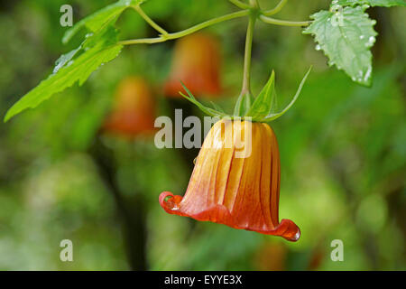 Canary bellflower (Canarina canariensis), flower, national flower of ...