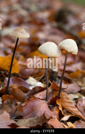 The Garlic Parachute (Mycetinis alliaceus) is an edible mushroom , an ...