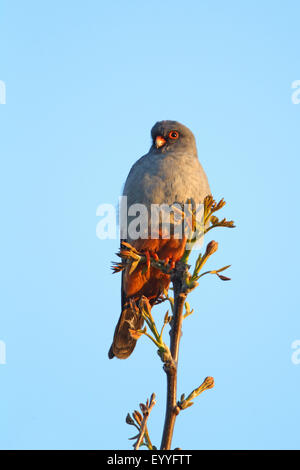 Red-footed falcon male Stock Photo - Alamy