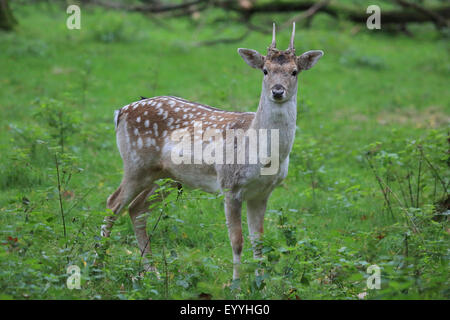 A side closeup of an European fallow deer in the field filled with ...