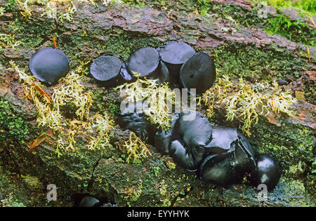 Black Bulgar fungus (Bulgaria inquinans) growing on fallen oak branch ...