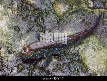 Dwarf indian mudskipper, Periophthalmus novemradiatus Stock Photo - Alamy