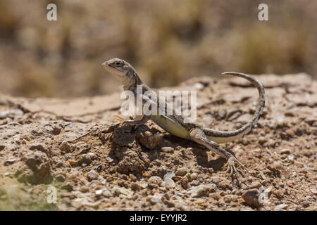 Zebra-tailed Lizard (Callisaurus draconoides Stock Photo - Alamy
