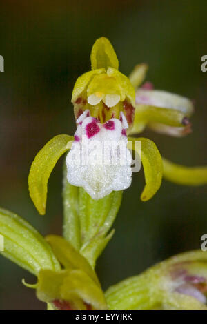Coralroot orchid, Early coralroot (Corallorhiza trifida), several ...