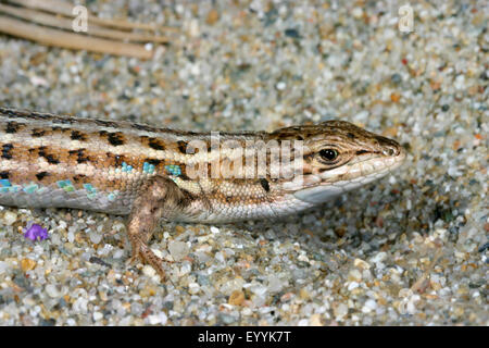 Psammodromus hispanicus, Spanish lizard Stock Photo - Alamy