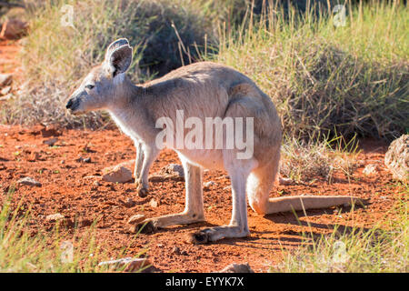 wallaroo, common wallaroo, euro, hill kangaroo (Macropus robustus), on ...