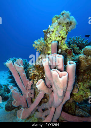 Colonial tube-sponge (siphonochalina siphonella) in the Red Sea Stock ...