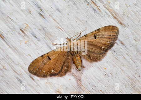 Currant pug (Eupithecia assimilata) moth caterpillar. Larva of moth in ...