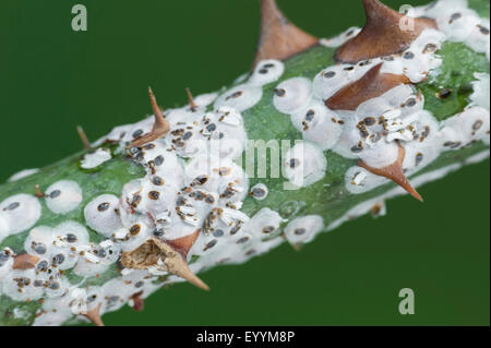 Rose scale, Aulacaspis rosae, infesting rose stems Stock Photo - Alamy