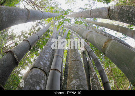 Giant Bamboo (Dendrocalamus giganteus), Madagascar Stock Photo ...