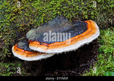 Red Banded Polypore Stock Photo - Alamy