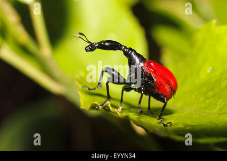 Female, Giraffe Weevil, Trachelophorus giraffa, Sahamalaotra Reserve ...