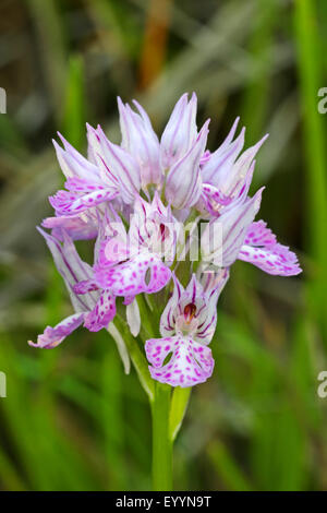 Toothed-orchid (Orchis / Neotinea tridentata) Norcia, Umbria, Italy ...