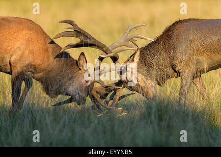 Close up of Red deer fighting during rutting season on a misty autumn ...