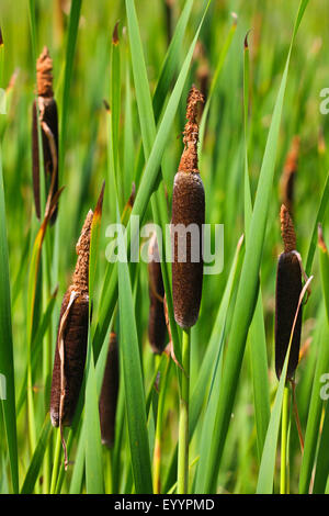 Bulrush, Cattail (Typha shuttleworthii, Typha transsilvanica, Typha ...