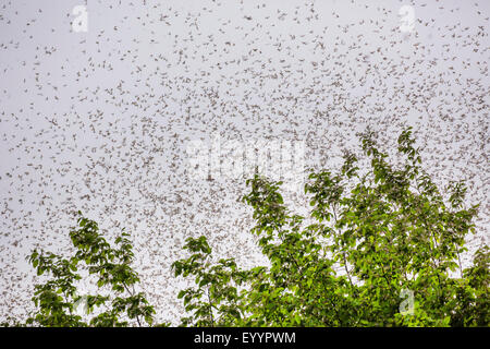 Mayfly (Ephemera danica), swarming, big swarm, Germany, Bavaria, Lake ...