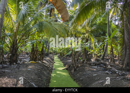 coconut palm (Cocos nucifera), irrigation ditch in a coconut plantation ...